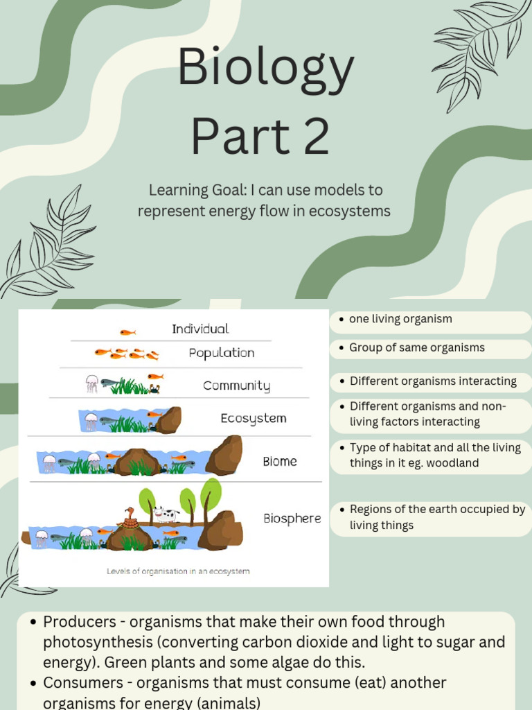 Year 7 Ecology Notes Week 4-5 | PDF | Food Web | Ecosystem
