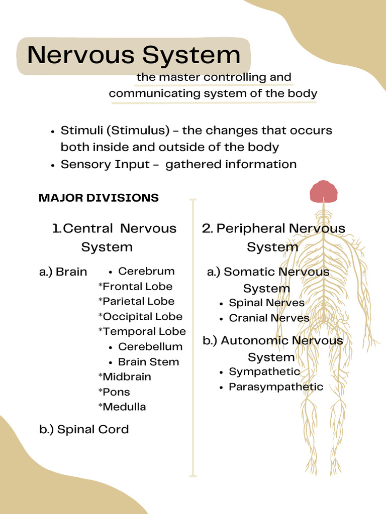 Central Nervous 1. System 2. Peripheral Nervous System | PDF ...