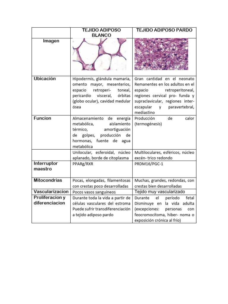 Cuadro comparativo tejido adiposo | PDF
