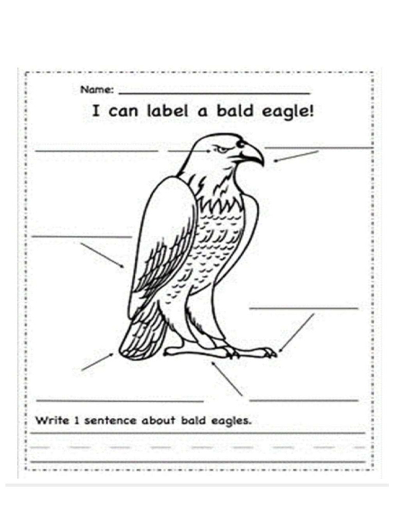 Eagle | PDF