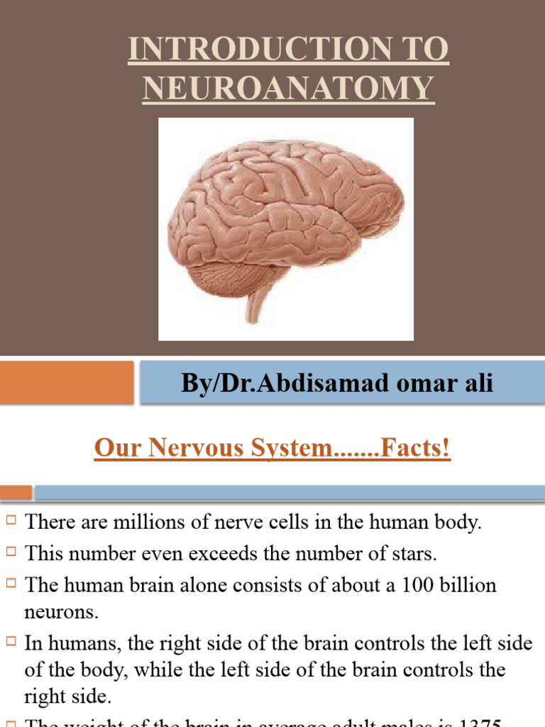 1. Introduction to neuroanatomy | PDF | Nervous System | Central ...