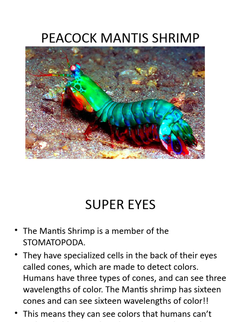 Mantis Shrimp | PDF