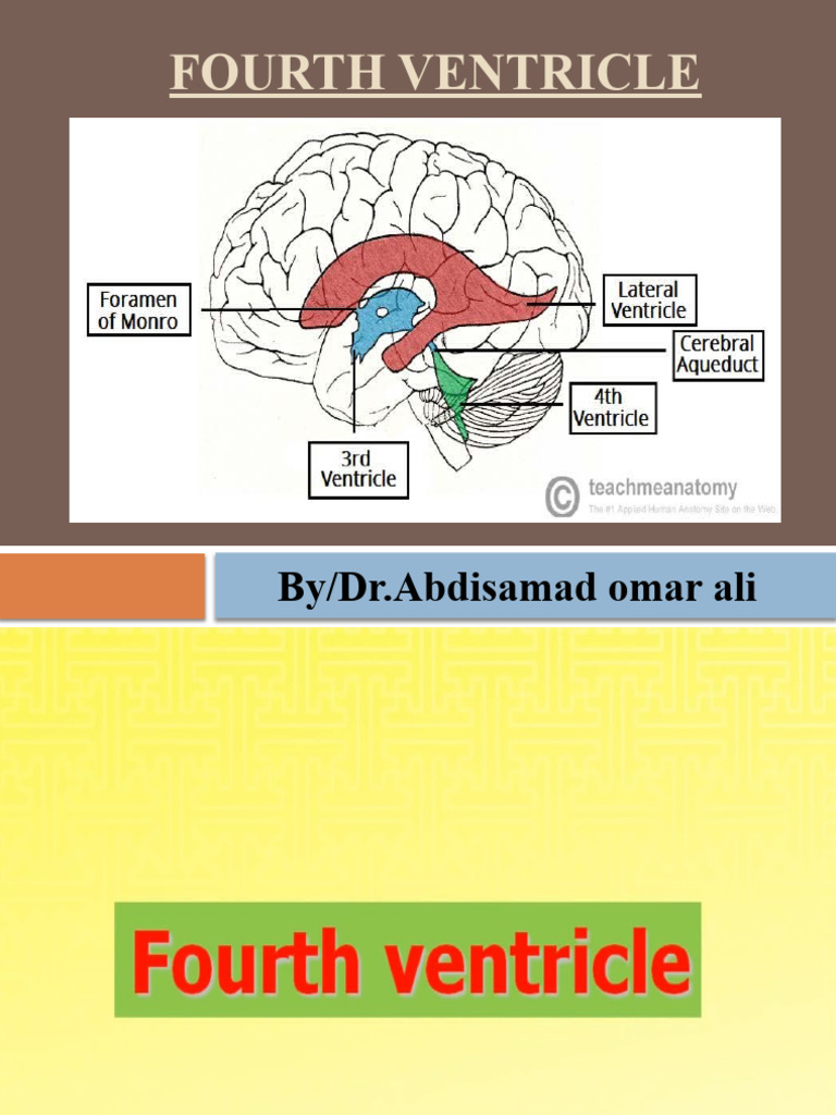 Fourth Ventricle | PDF