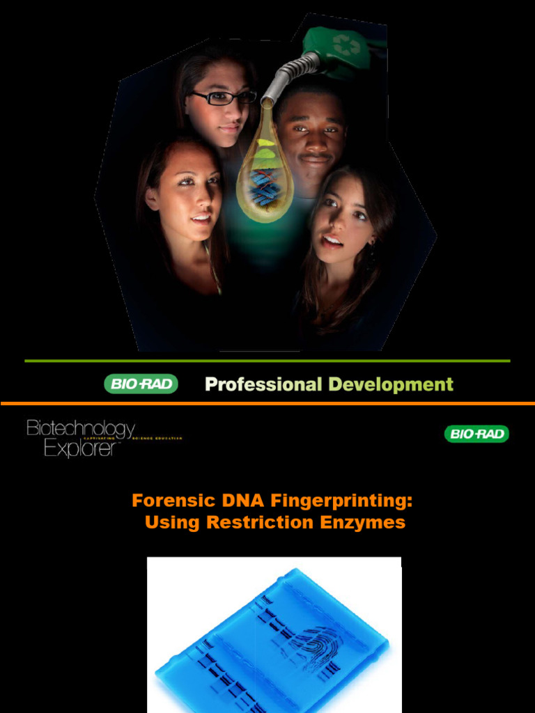 Forensic DNA Fingerprinting Using Restriction Enzymes | PDF | Gel ...