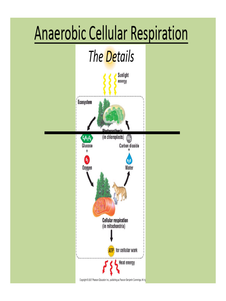 Anaerobic Respiration and Fermentation Explained | PDF | Cellular ...