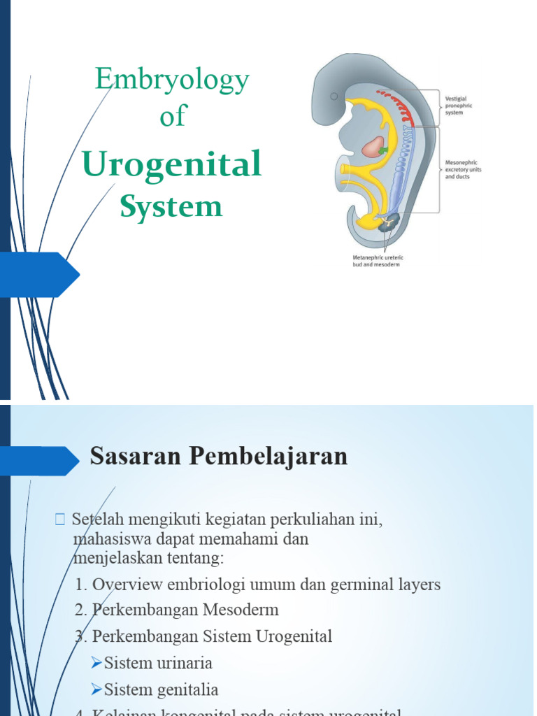 Embryology of Urogenital System | PDF | Developmental Biology ...
