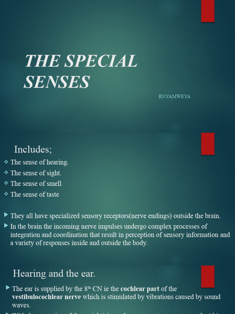 The Special Senses | PDF | Auditory System | Ear