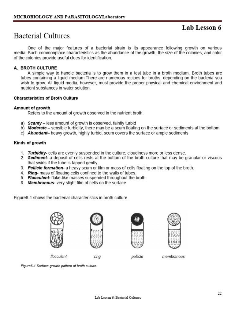 206 Lab Ex - 6 - Bacterial Cultures | PDF | Growth Medium | Bacteria