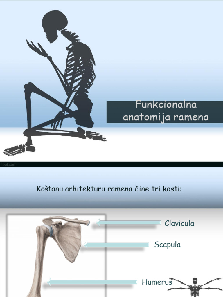 Funkcionalna Anatomija Ramena KG Vezbe Prezentacije | PDF