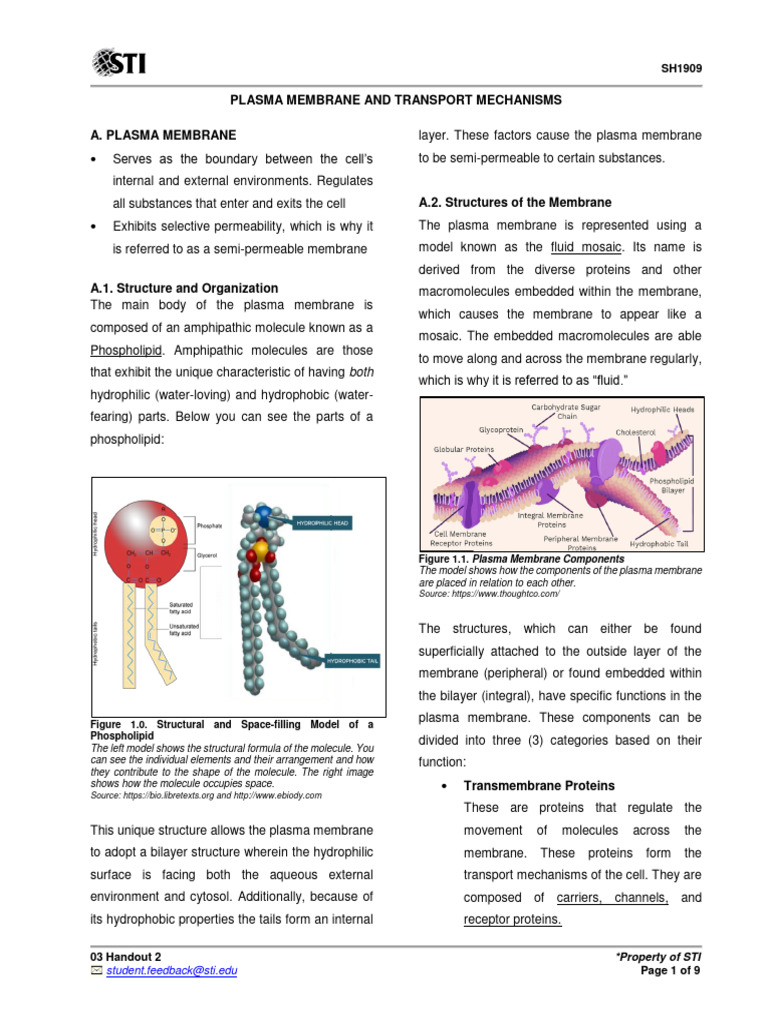 Gen Bio | PDF | Cell Membrane | Osmosis