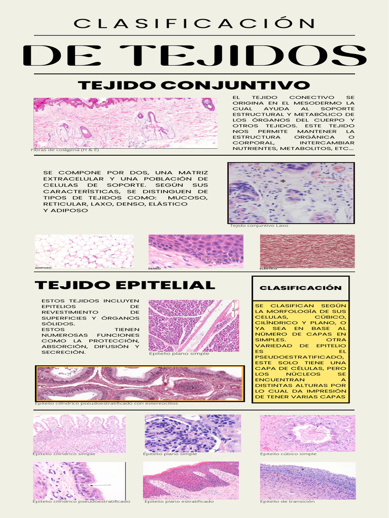 Infografía Histología | Descargar gratis PDF | Epitelio | Tejido conectivo