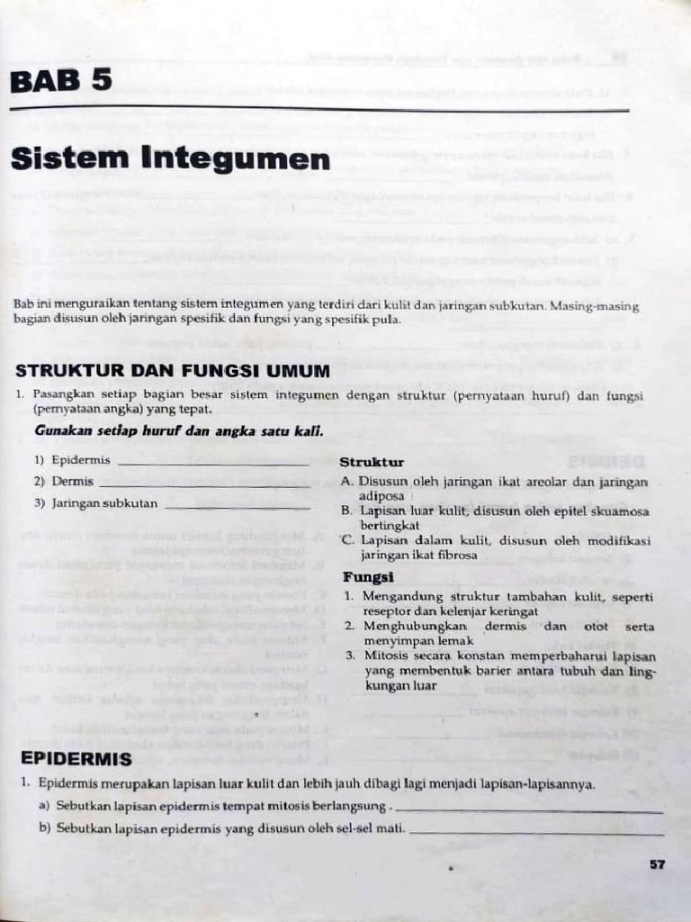 Materi IBD Sistem Integumen | PDF