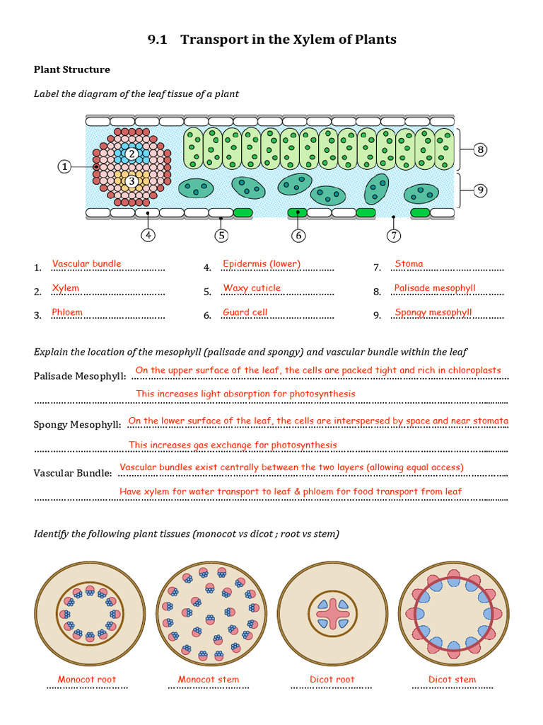 Topic 9.1 Worksheet (Answers) | PDF | Plant Stem | Leaf