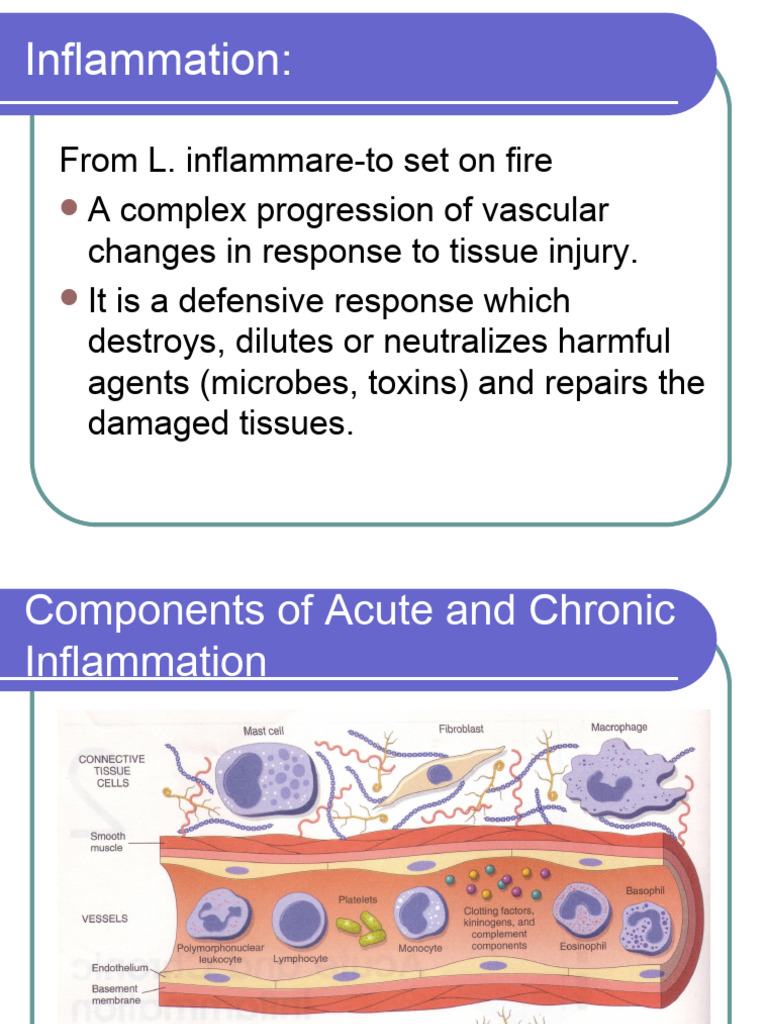 Inflammation | PDF | Inflammation | Blood Vessel