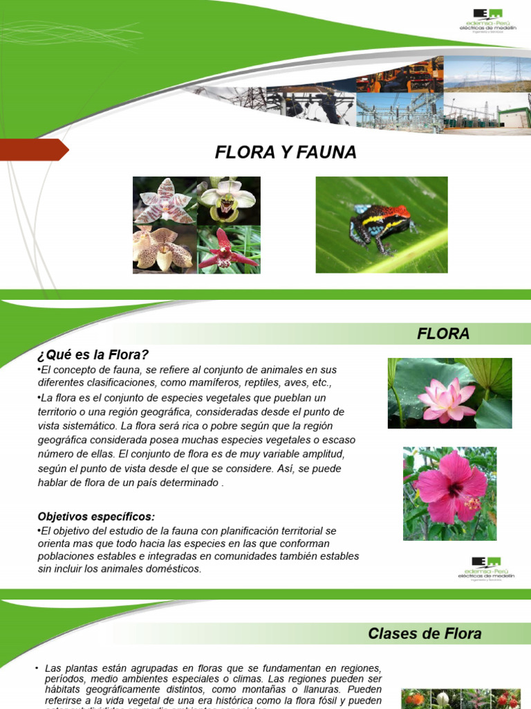 Flora y Fauna | PDF | Fauna | Hierba