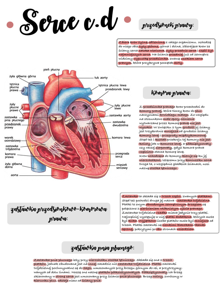 Anatomia Serca | PDF