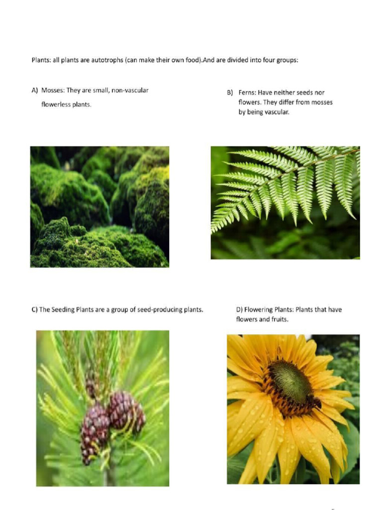 Plants | PDF