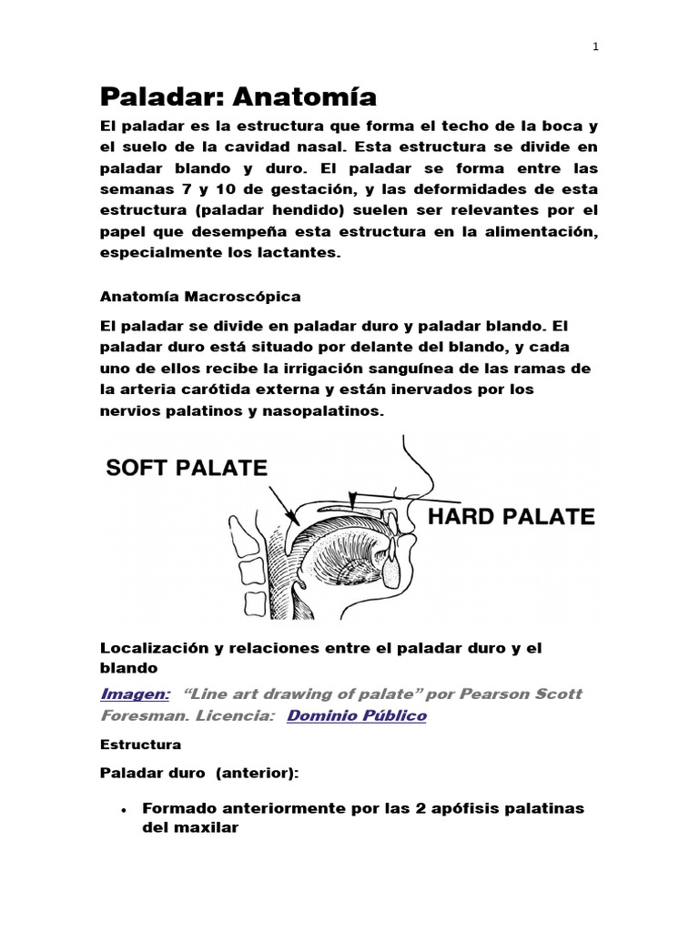 Anatomía del Paladar y sus Músculos | PDF | Lengua | Boca
