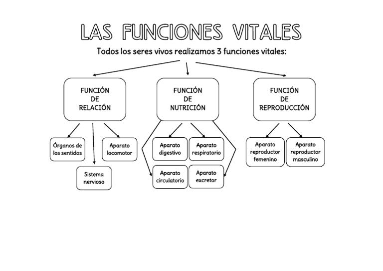 Funciones Vitales en Seres Vivos | PDF | Relaciones personales, crianza ...