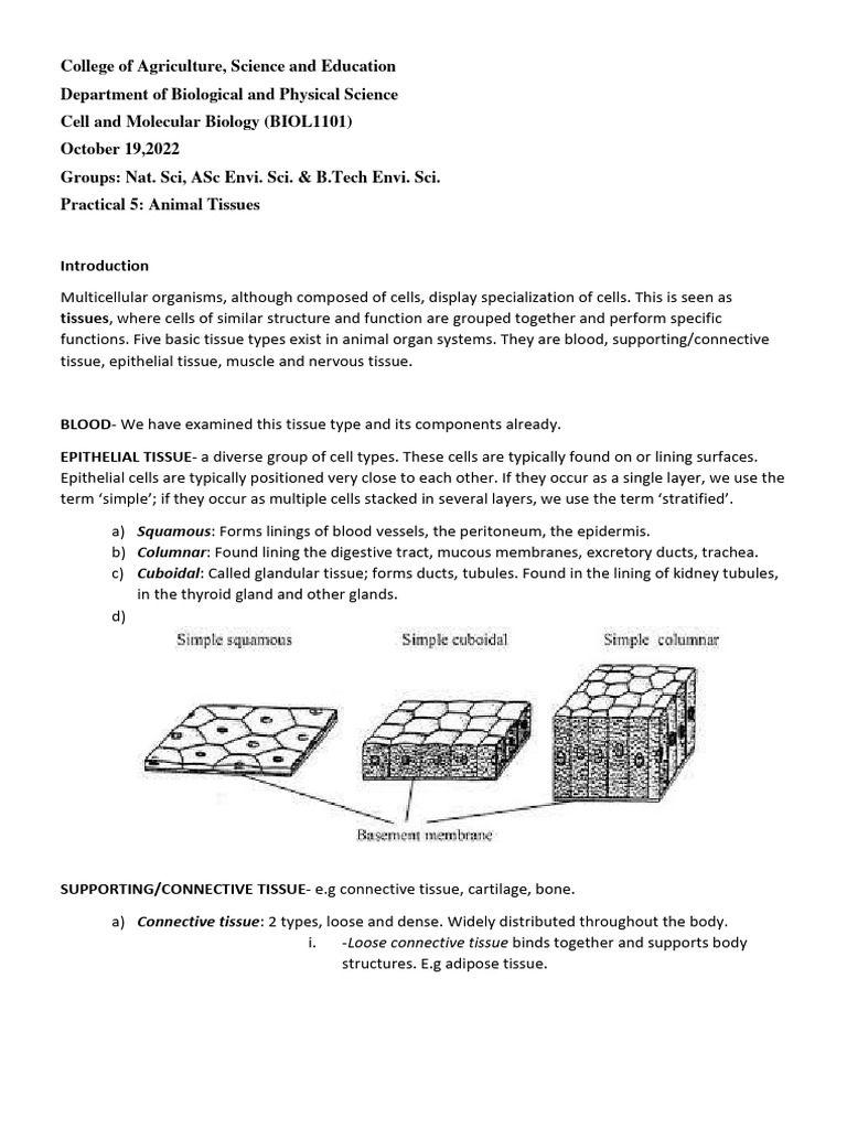 Practical 5 - Animal Tissues PDF | PDF | Epithelium | Tissue (Biology)