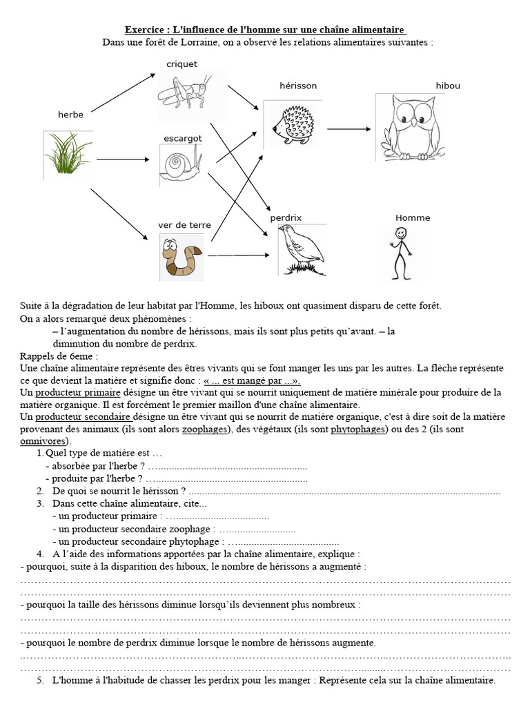 Influence de l'Homme sur la Chaîne Alimentaire | PDF | Réseau trophique ...