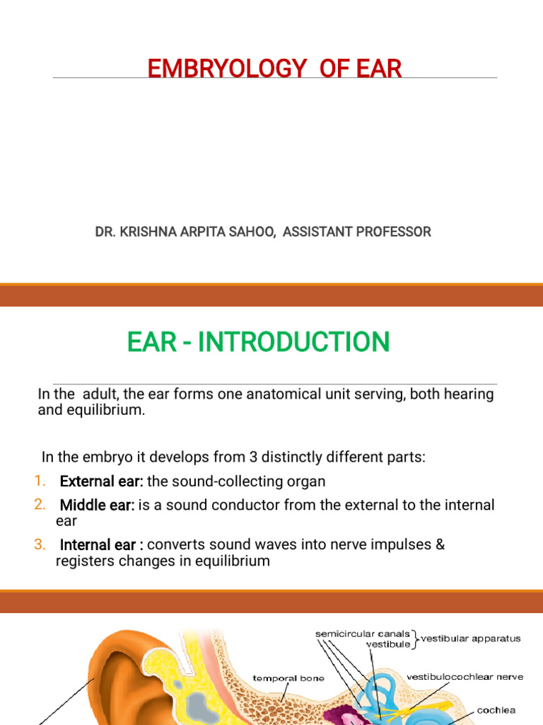 Embryology of Ear | PDF