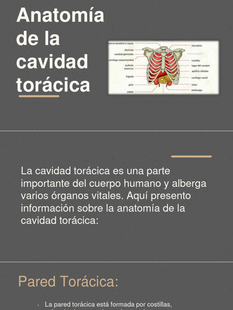 Anatomía de la Cavidad Torácica y Extremidades | PDF | Tórax | Vértebra