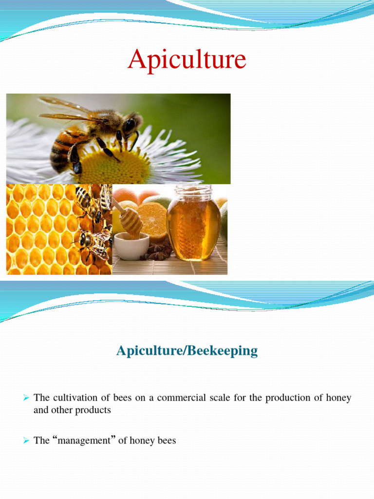 Apiculture | PDF | Honey Bee | Insects