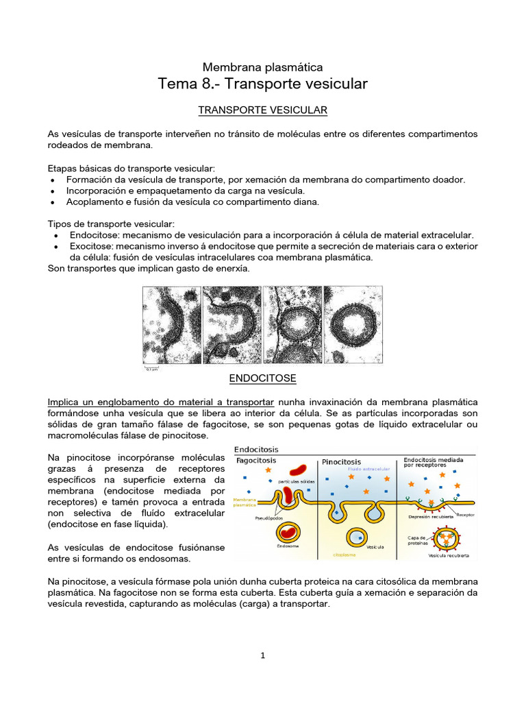 Transporte Vesicular | PDF