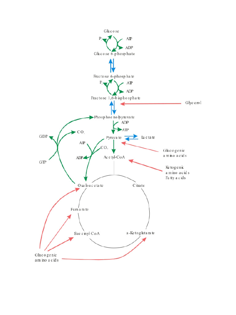 06a Gluconeogenesis - Graphic | PDF
