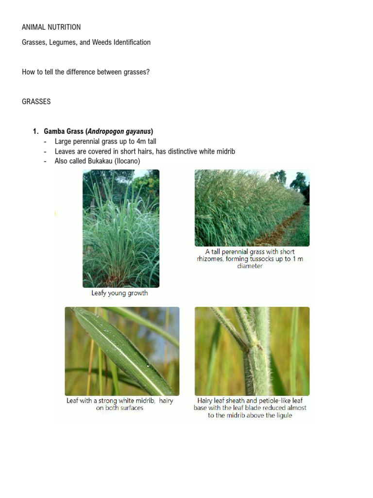 Common Grasses for Animal Feeding | PDF | Plants | Organisms