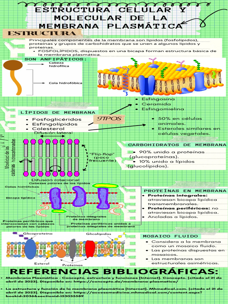 Infografía de Estructura Celular y Molecular de La Membrana Plasmática | PDF | Bicapa lipídica ...