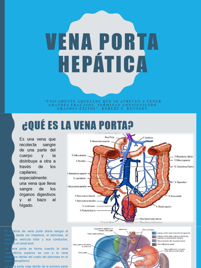 Vena Porta Hepática | PDF
