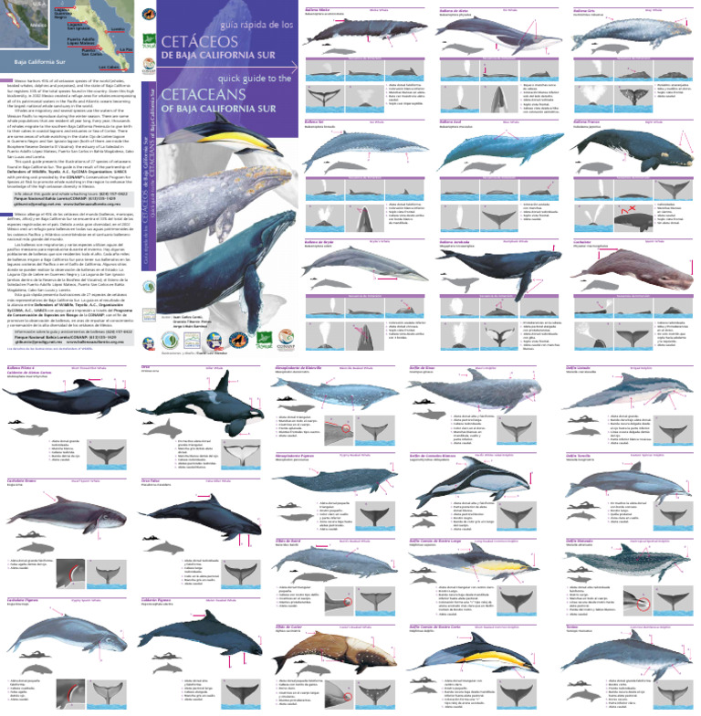 Cetaceans of Baja California Sur Id Guide | Download Free PDF | Toothed ...