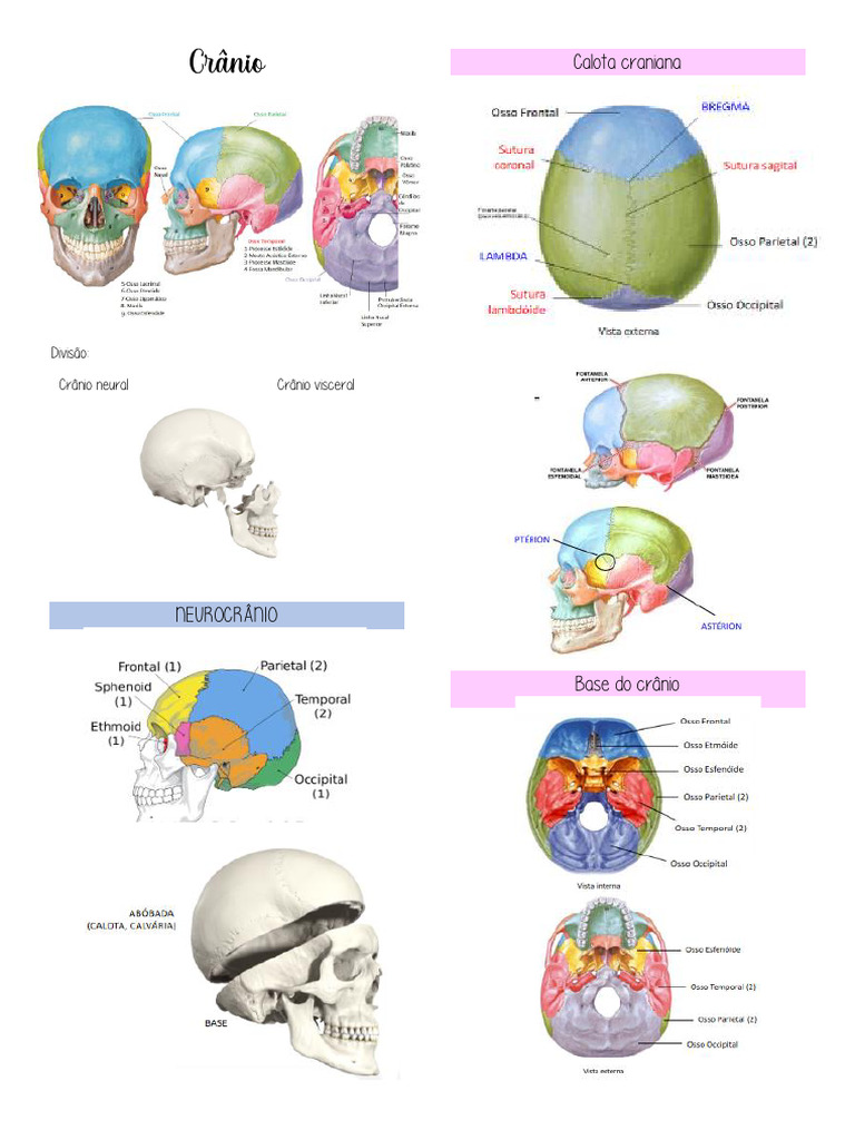 Anato Neurocranio | PDF | Crânio | Anatomia