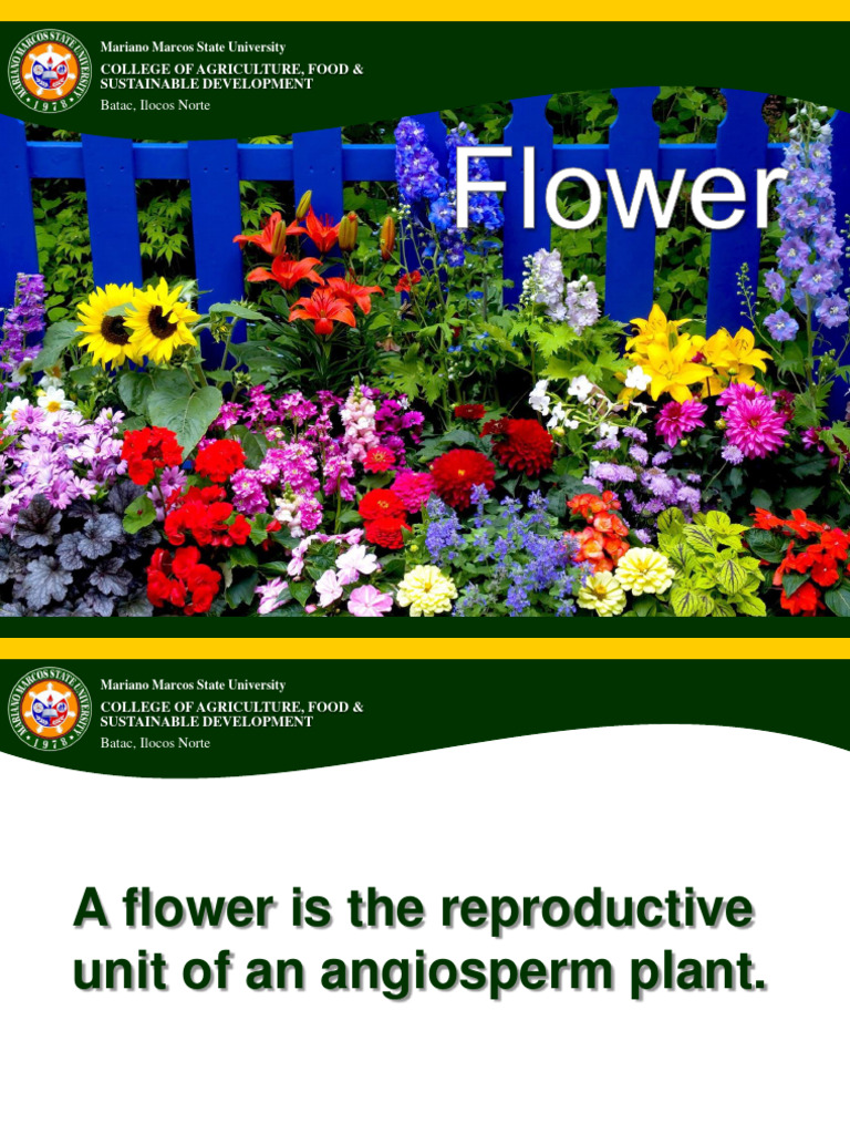 Handout Topic 3f. Plant Organs 4 - Flowers-1 | PDF | Petal | Flowers