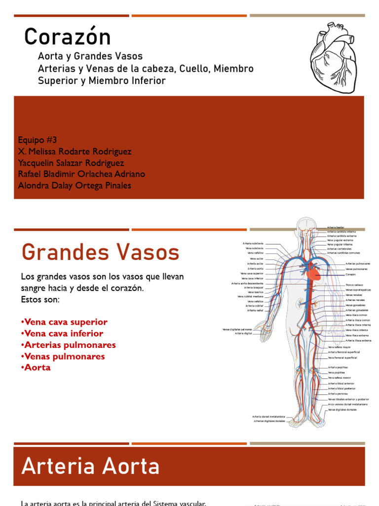 Grandes Vasos | PDF | Aorta | Angiología