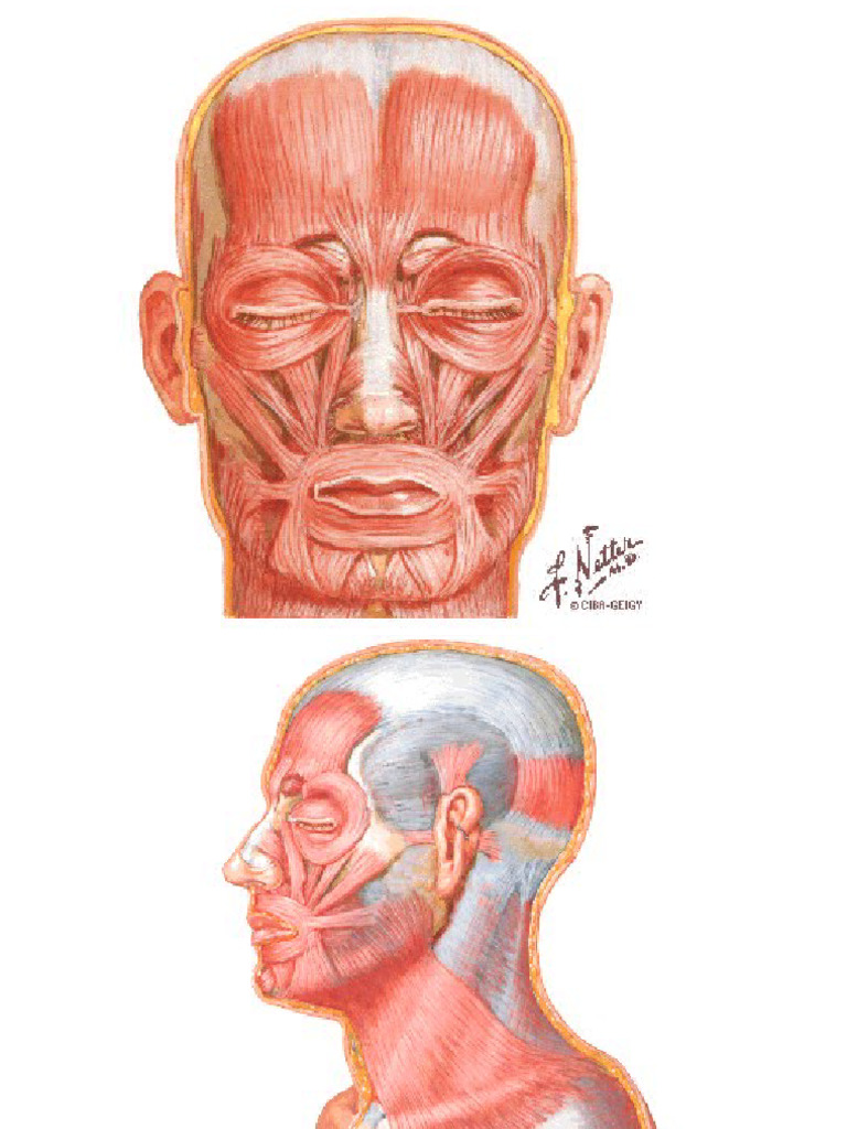 8: Los Músculos Axiales : Miología del Esqueleto Axial – ZHERSS