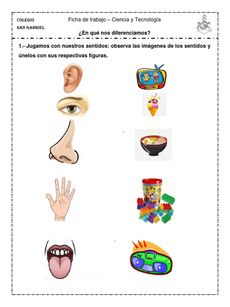 Ficha de Ciencia y Tecnologia Los Sentidos Primer Grado | PDF