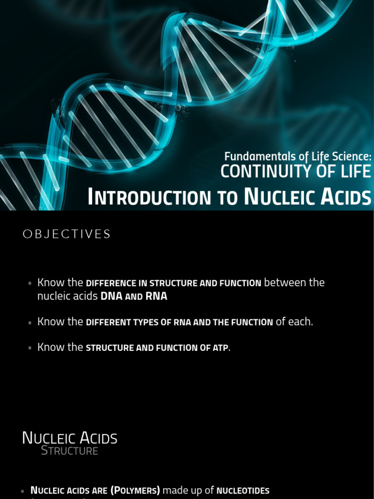 Introduction To Nucleic Acids | PDF | Nucleic Acids | Dna