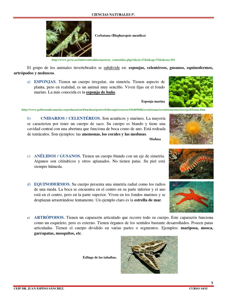 T 2 Los Animales 5 7 | PDF | Islas Canarias | Esponja