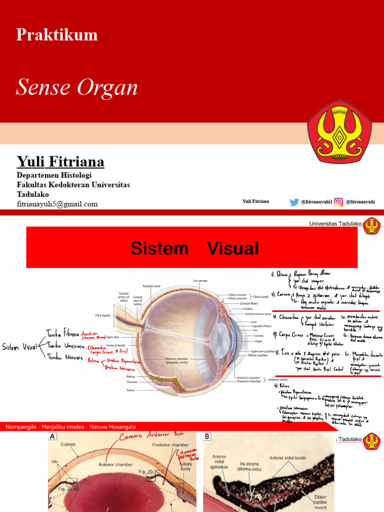 Fix Catatanku Histo Sumber Junquiera | PDF