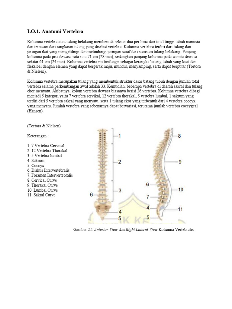 LO1 Anatomi Vertebra | PDF | Kajian Bahasa Asing | Kesehatan Holistik
