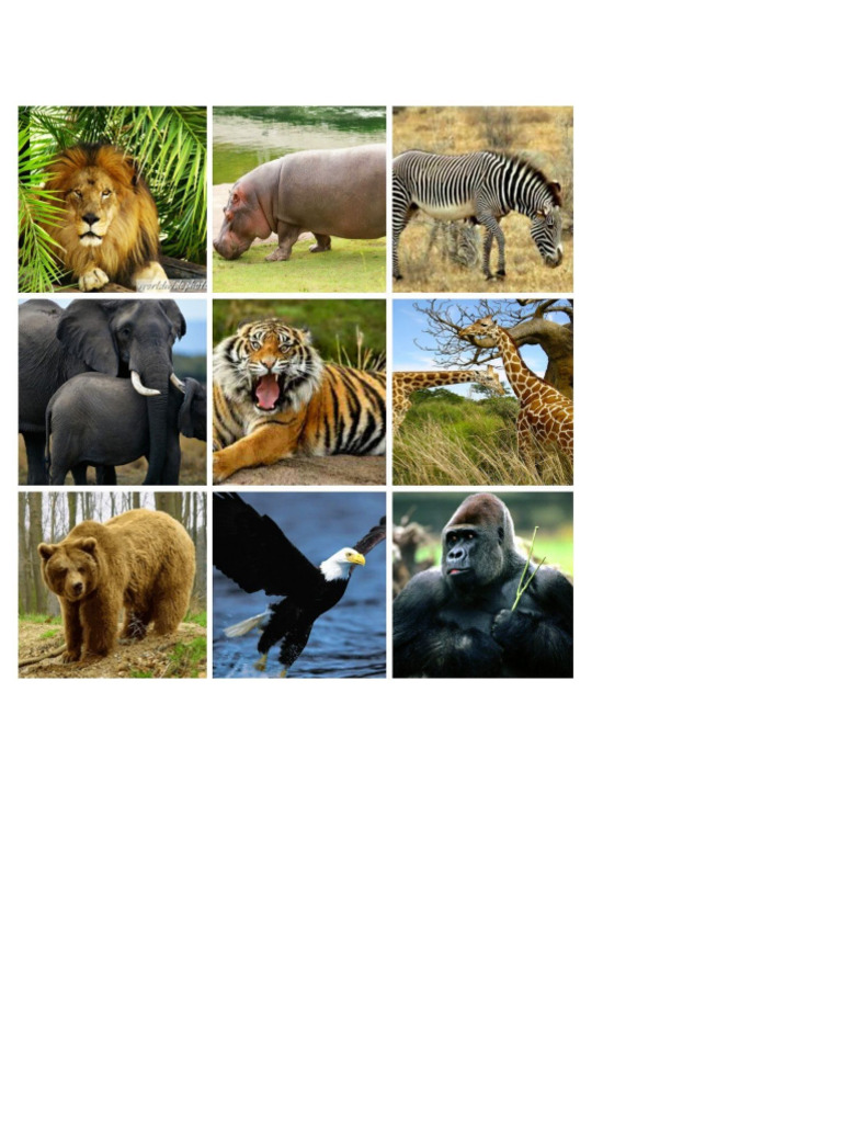Animales | PDF