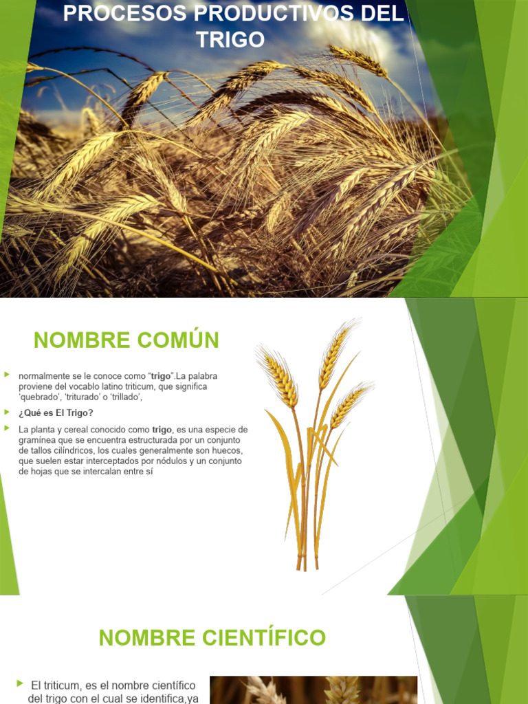 Procesos Productivos Del Trigo | PDF | Trigo | Siembra