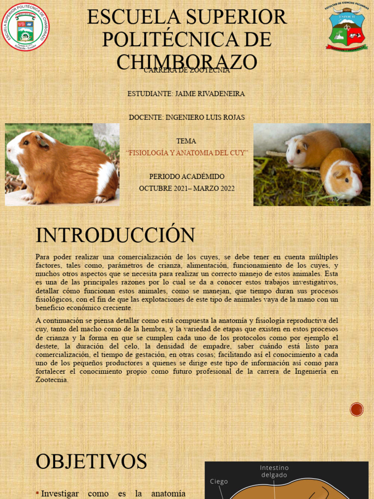 Anatomia y Fisiologia de Los Cuyes | PDF | Sistema reproductivo | Anatomia animal