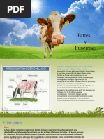 FARINGE y LARINGE - Anatomía II, Veterinaria | PDF | Laringe ...