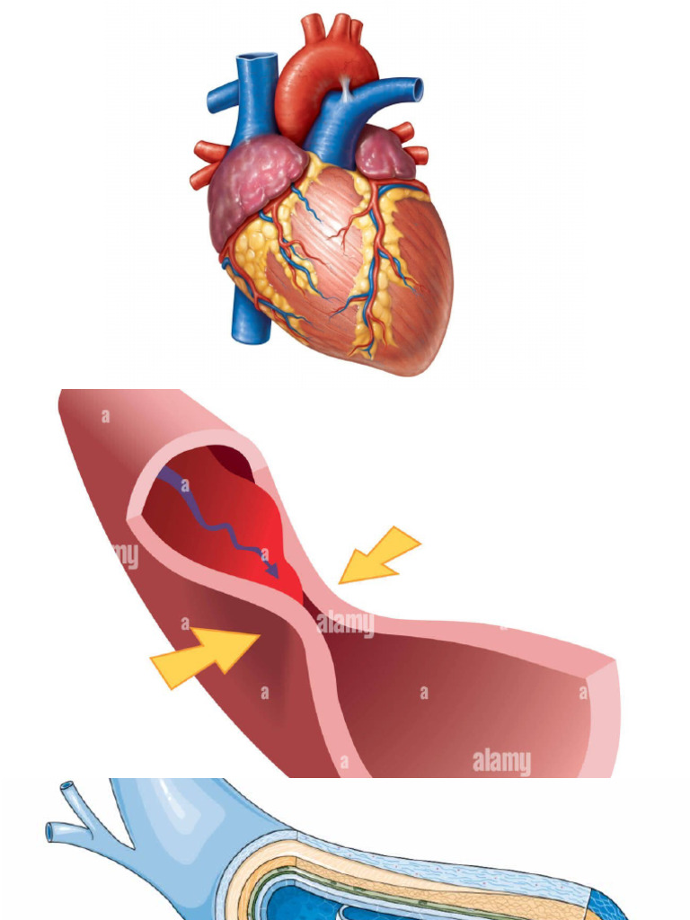 Grade 4 Heart | PDF