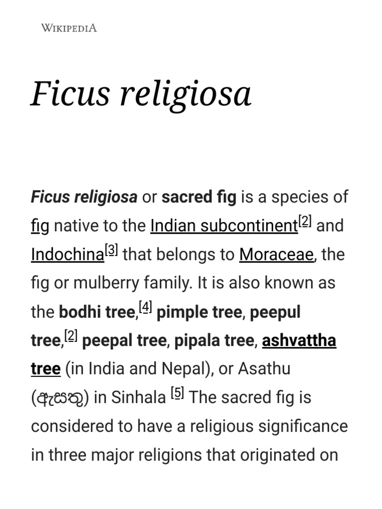 Ficus Religiosa - Wikipedia | PDF