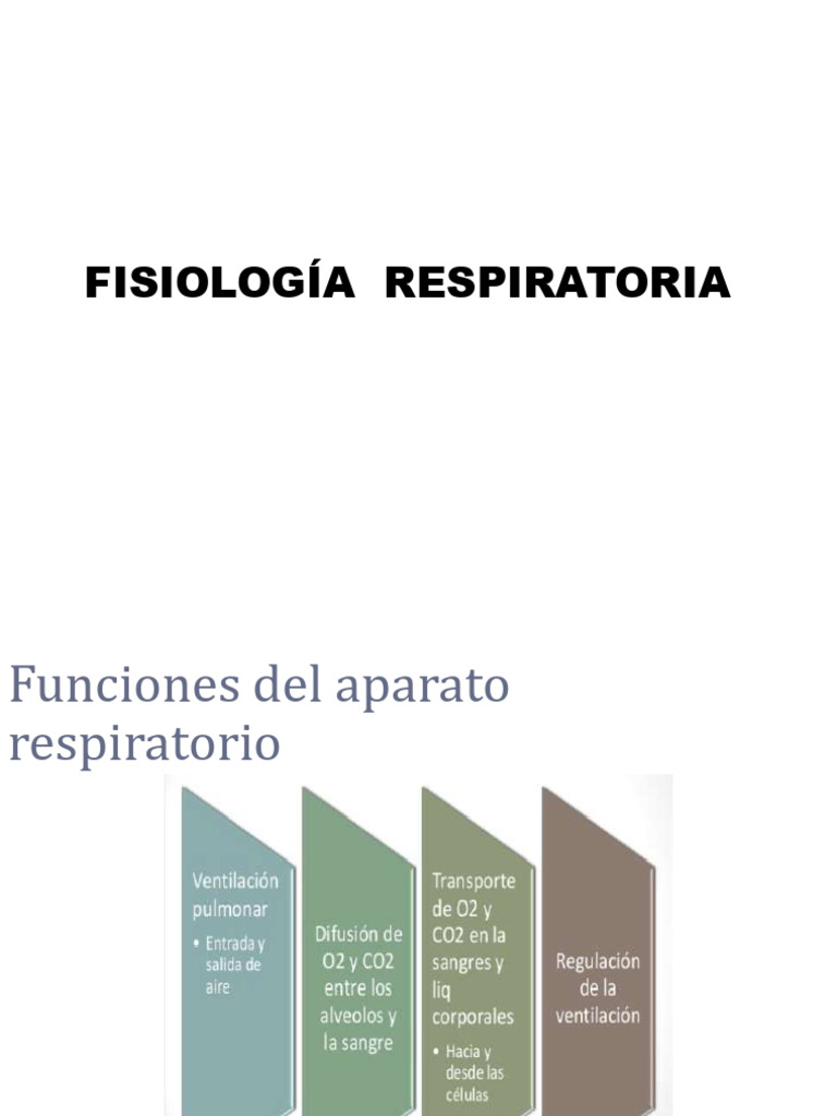 Fisiología PULMONAR - LVF | PDF | Sistema respiratorio | Respiración